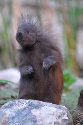 Porcupine - Living Sky Wildlife Rehabilitation