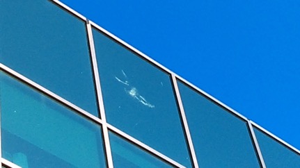 Birds & Windows - Living Sky Wildlife Rehabilitation