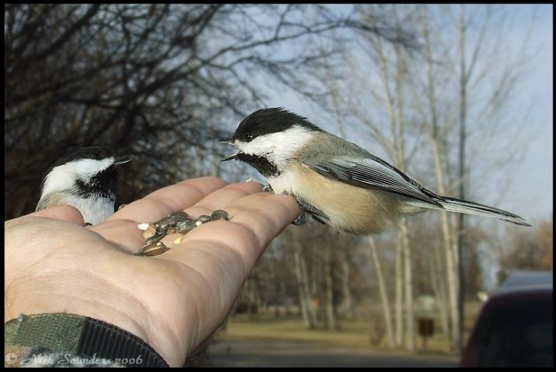 Cheerful Chickadee Feeding And Photography Tours 2026 ♿ - Living Sky ...