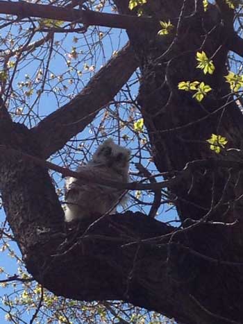 Owl - Living Sky Wildlife Rehabilitation