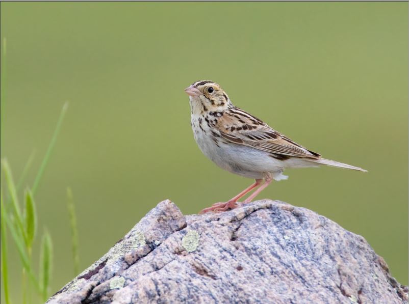 Prairie Grasslands Birding Tour - Living Sky Wildlife Rehabilitation