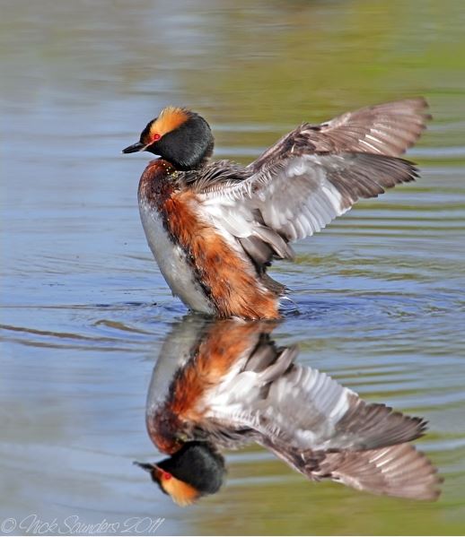 Ferry Birding Tour - 4 Hours With Awesome River Birds ♿ - Living Sky ...