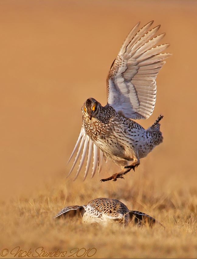 Dancing Grouse Photography 2026 - 4 Options Ideal For Great Viewing And ...