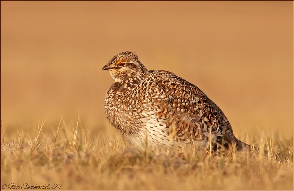 Prairie Grasslands Birding Tour - Living Sky Wildlife Rehabilitation