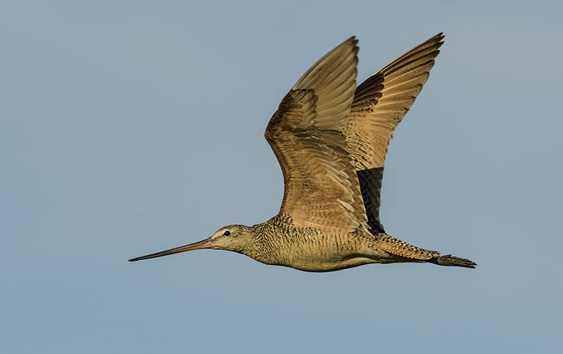 Marbled Godwit Viewing Tours - 2026 - Living Sky Wildlife Rehabilitation