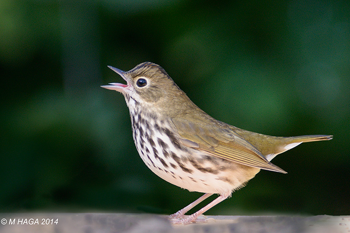 Birding By Ear Workshops - Living Sky Wildlife Rehabilitation