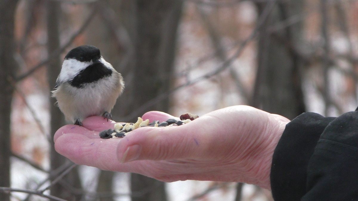 Cheerful Chickadee Feeding And Photography Tours 2025 - 2026 ♿ - Living ...