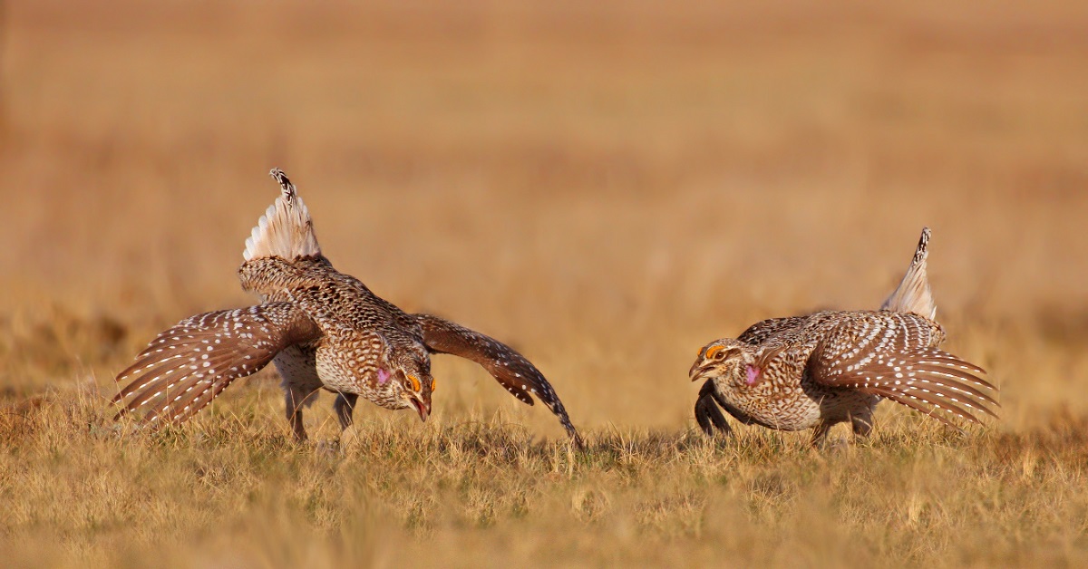 Dancing Grouse Photography - 4 Hour Session Ideal For Great Viewing And ...