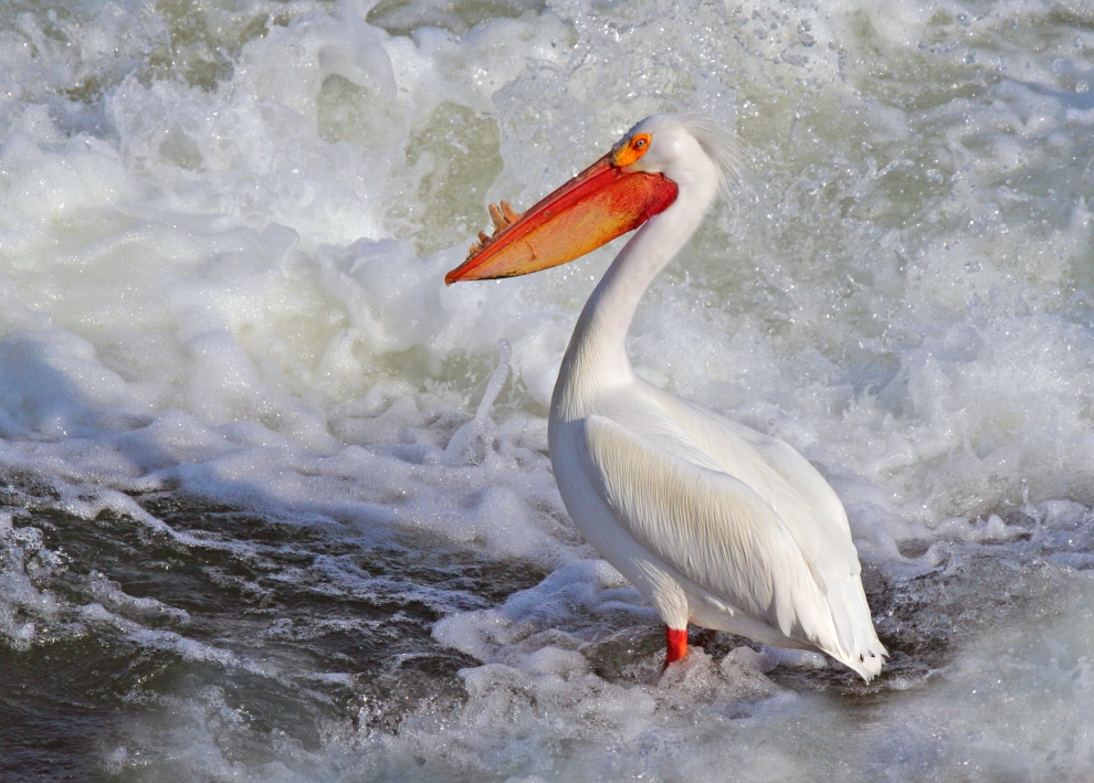 Pelican Photography And Viewing Tour 2024 ♿ - Living Sky Wildlife ...
