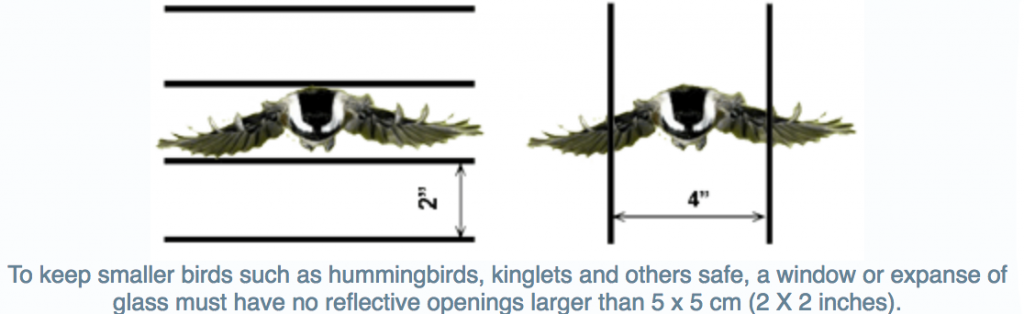 7 Solutions To Prevent Birds And Window Collisions - Living Sky ...