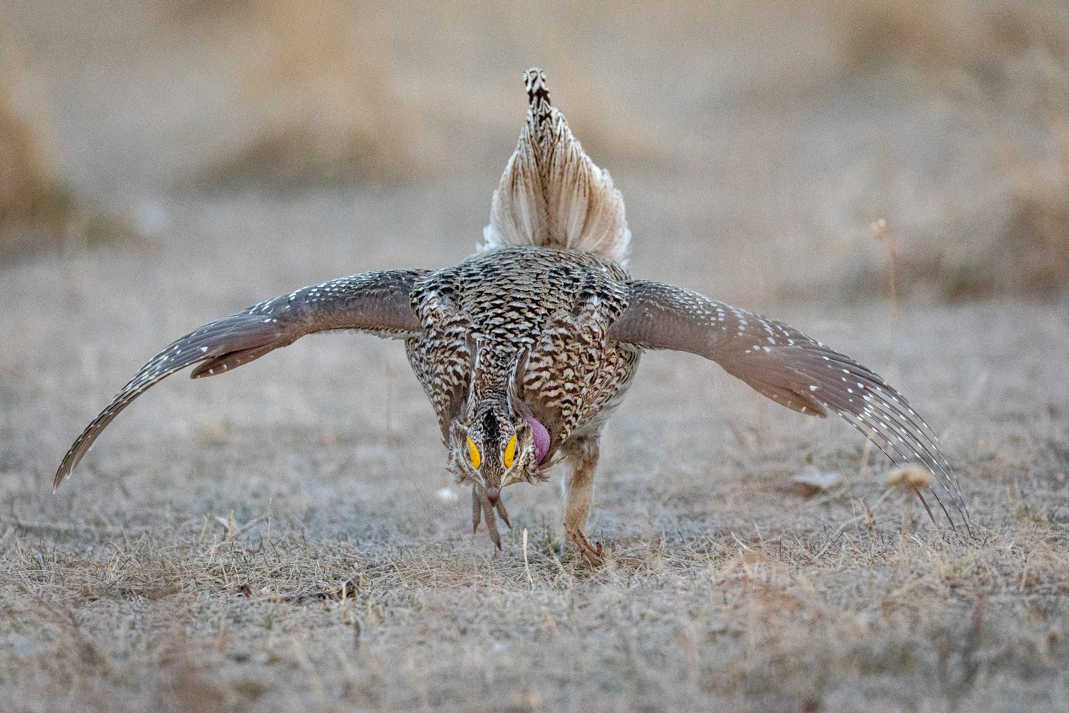 Dancing Grouse Photography 2026 - 4 Options Ideal For Great Viewing And ...