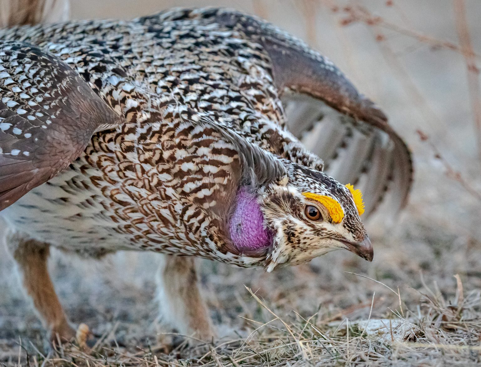 Dancing Grouse Photography 2026 - 4 Options Ideal For Great Viewing And ...