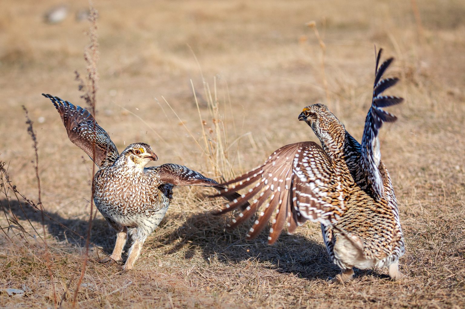 Dancing Grouse Photography 2026 - 4 Options Ideal For Great Viewing And ...