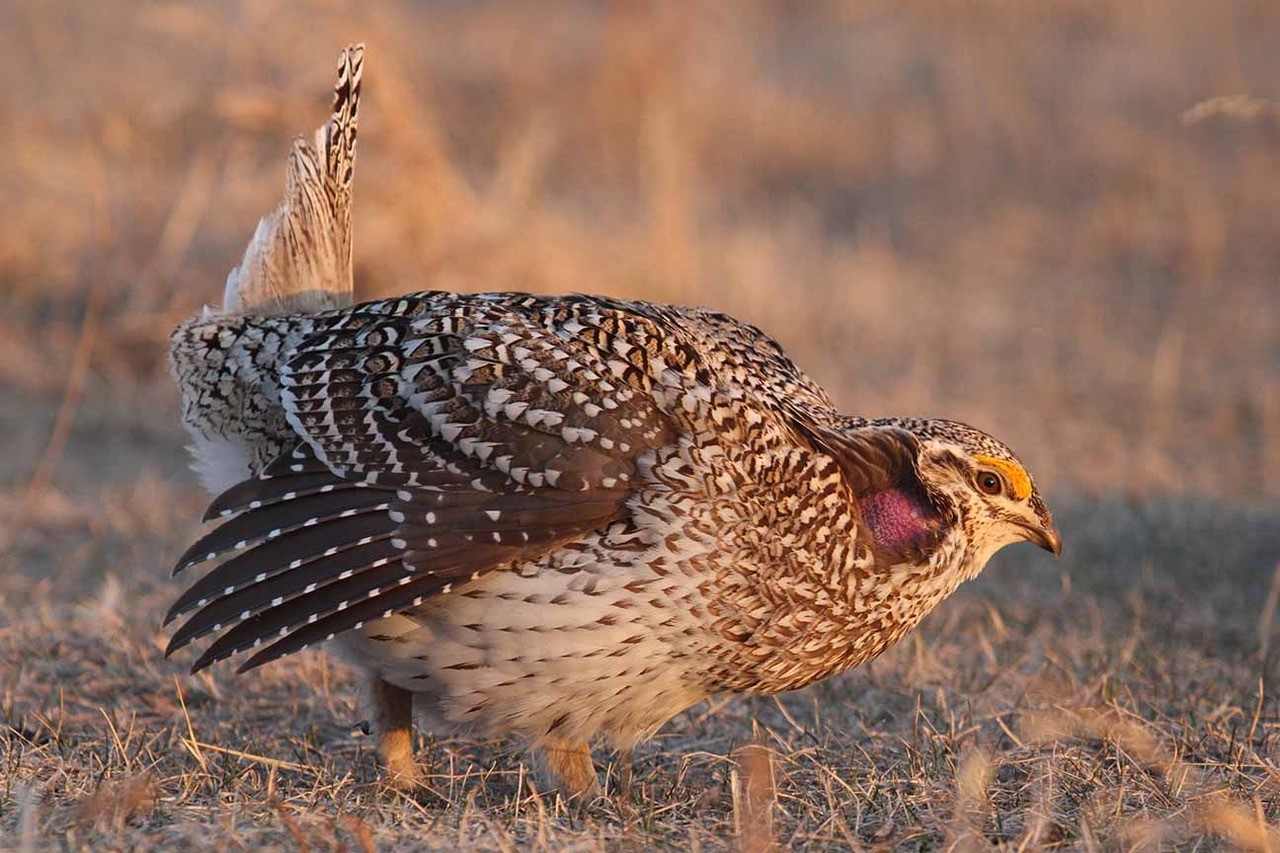 Dancing Grouse Photography - 2 Options Ideal For Great Viewing And ...
