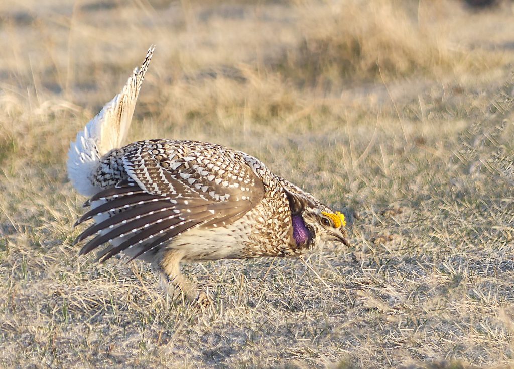 Dancing Grouse Photography 2026 - 4 Options Ideal For Great Viewing And ...