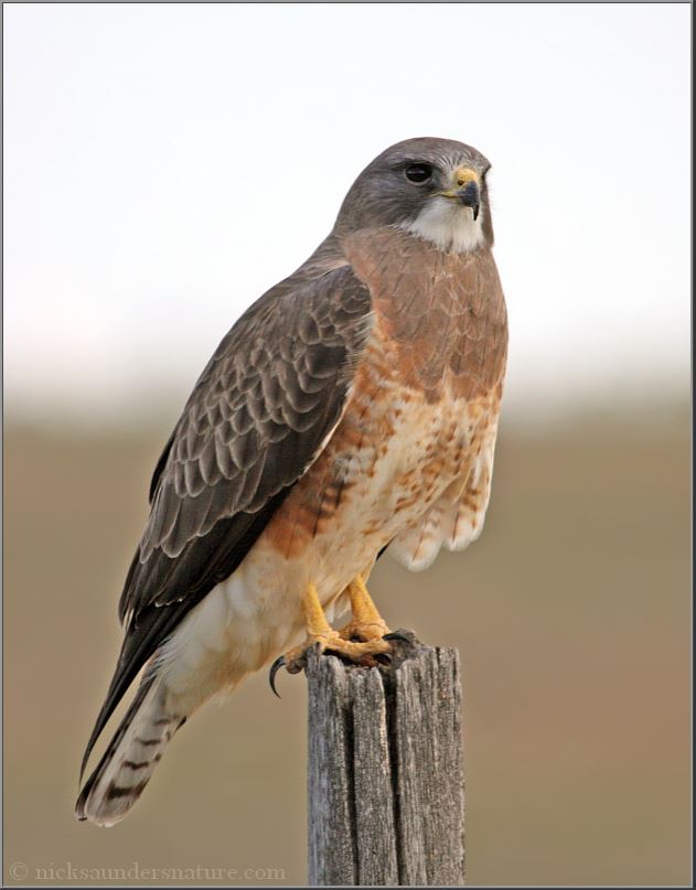 Wild Raptor Tour - A Great Natural Experience In 2025 - Living Sky ...