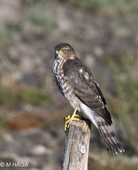 Wild Raptor Tour - A Great Natural Experience In 2026 - Living Sky ...