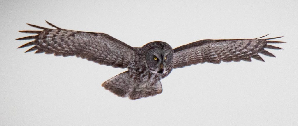 Northern Owl Adventure Tour Series: Exciting Days With Canada's ...