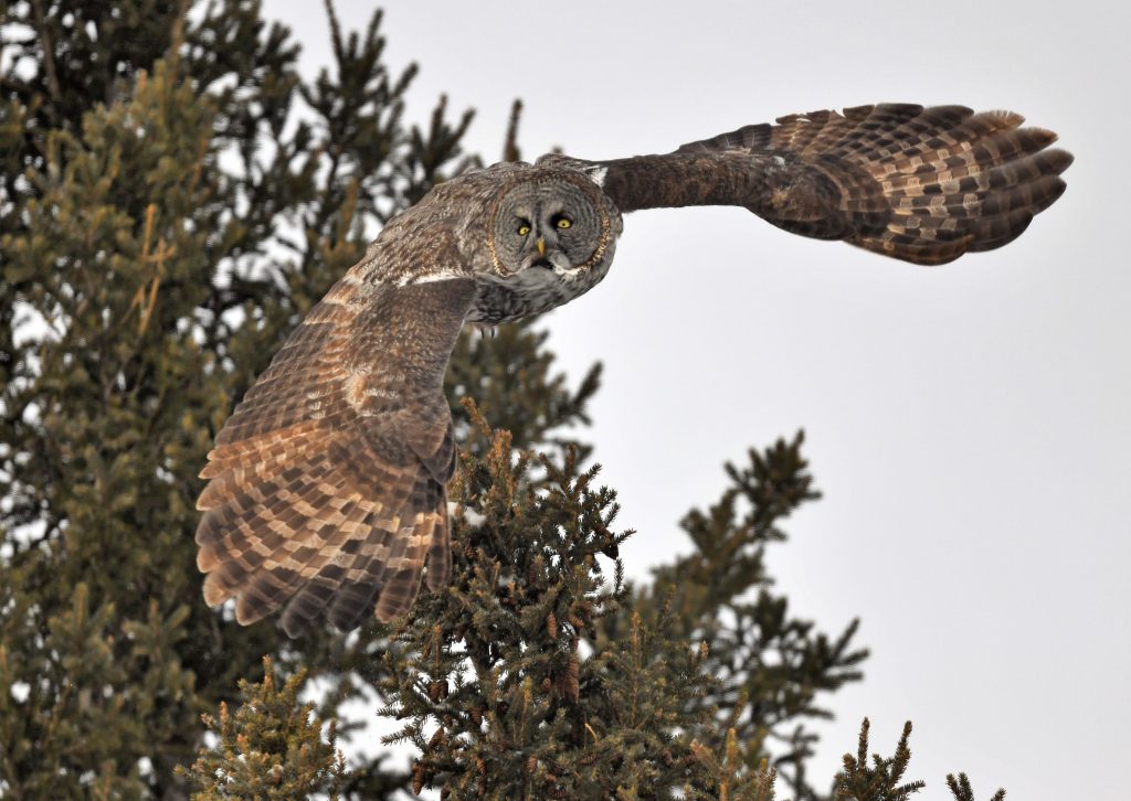 Forest Owl Photography Tour 2022 - Quest For Great Grays