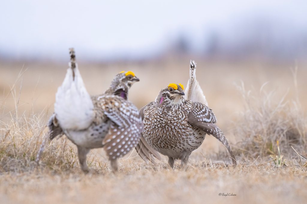 Dancing Grouse Photography - 2 Options Ideal For Great Viewing And ...