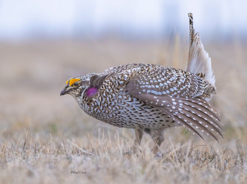 Dancing Grouse Photography 2026 - 4 Options Ideal For Great Viewing And ...
