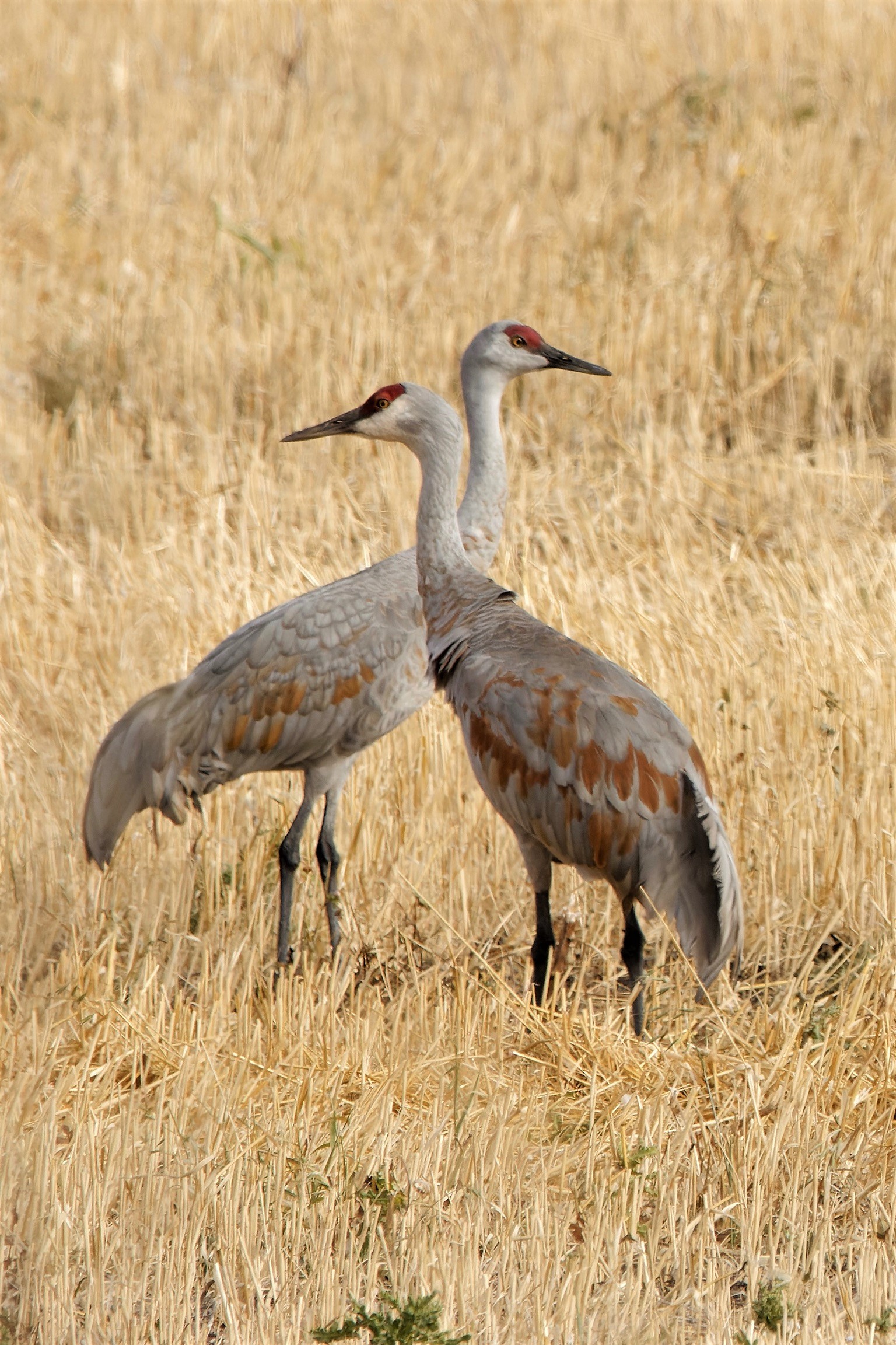 Whooping Crane & Sandhill Crane Tours: 4 Exciting Options