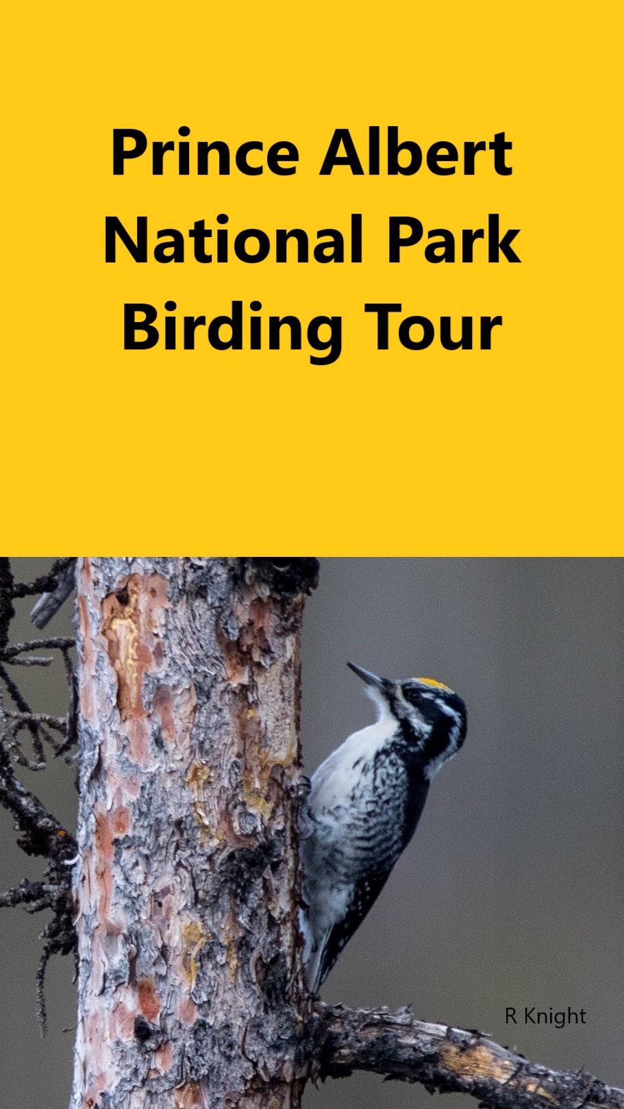 Spring Birding Tours: Exciting 2023 Saskatchewan Bird Tours