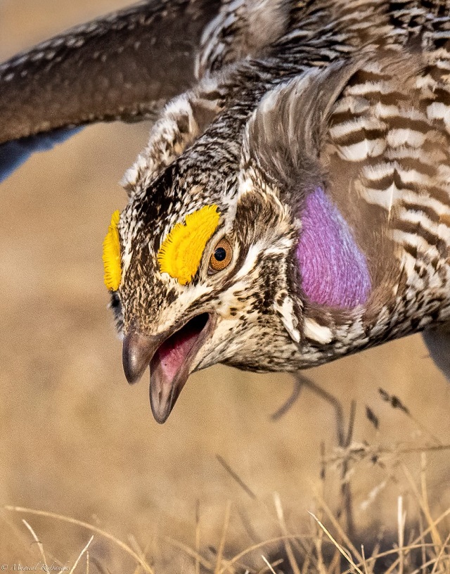 Dancing Grouse Photography 2026 - 4 Options Ideal For Great Viewing And ...