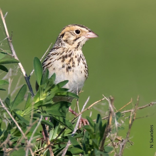 Baird's Sparrow Viewing Tours - 2026 - Living Sky Wildlife Rehabilitation