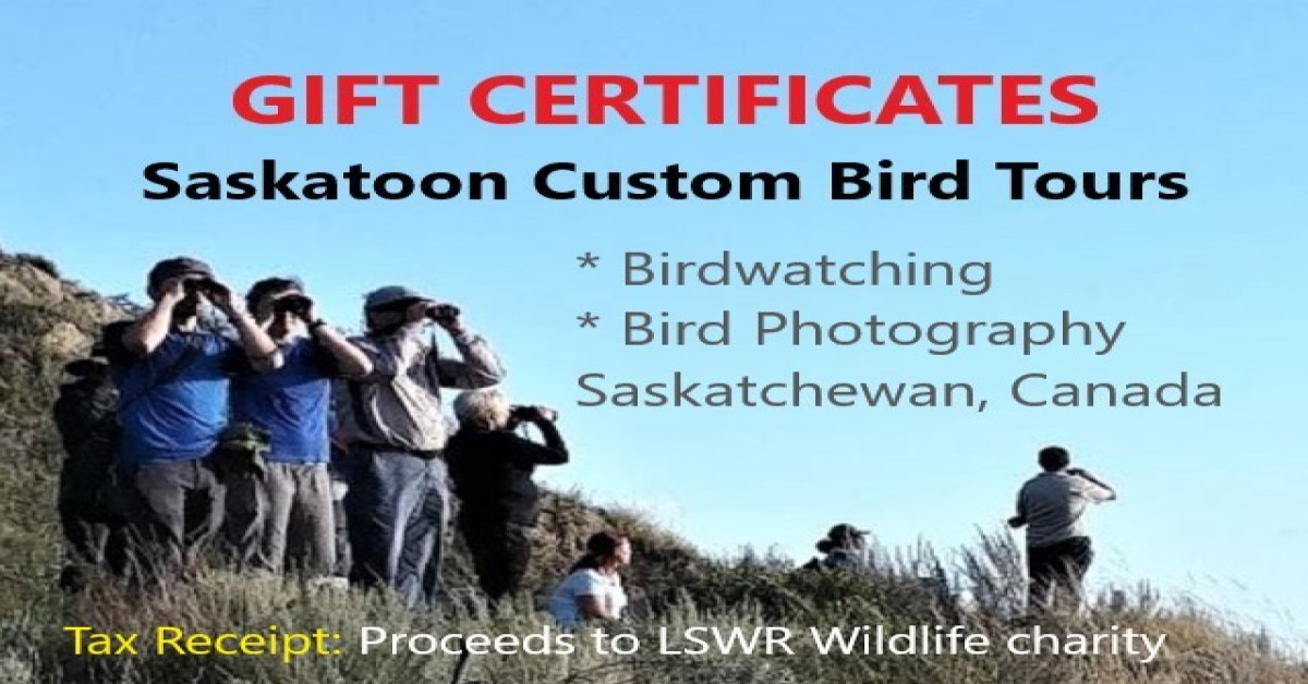 Bird Tours Gift Certificates - 5 Great Options For Birders And Bird ...