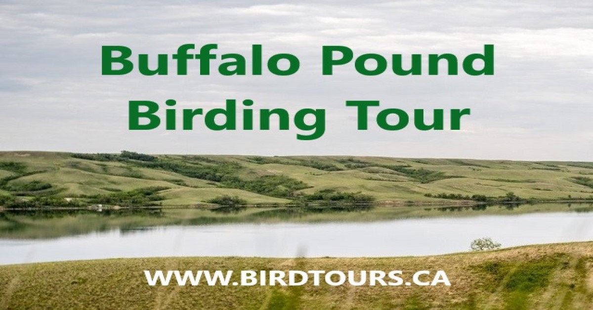 Buffalo Pound Park 2026 - Great Birding Day Tour From Moose Jaw, Regina ...