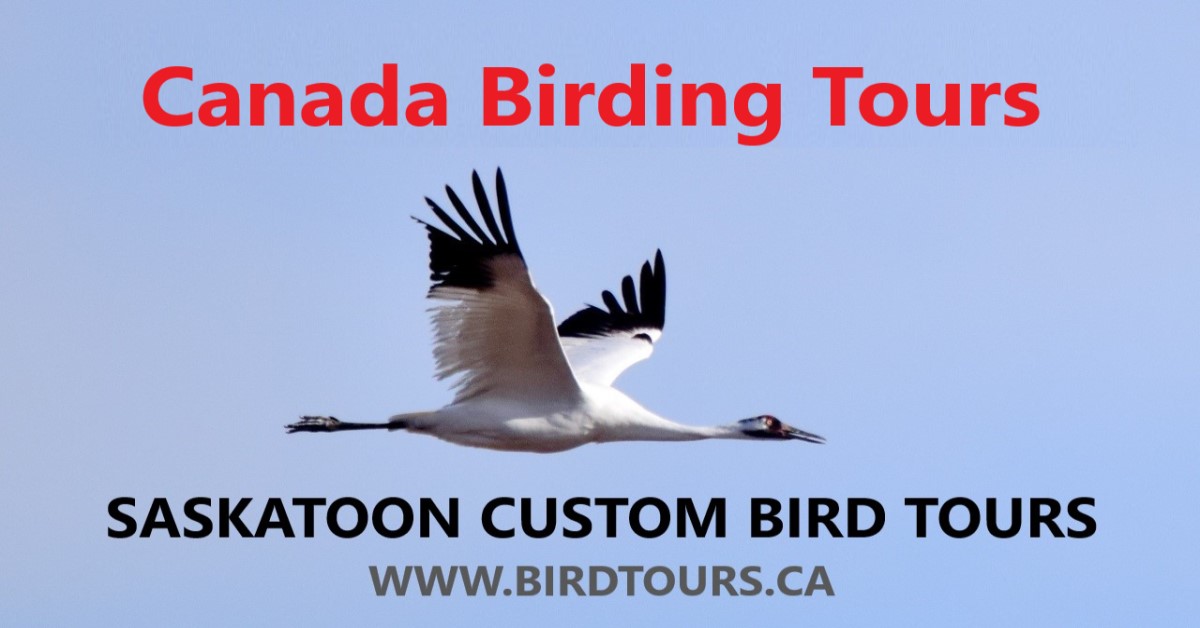 CANADA BIRDING TOURS - 40 Great Tours For Birdwatchers And Bird ...