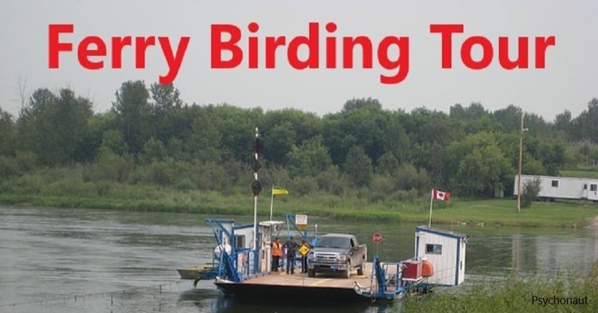 Ferry Birding Tour - 4 Hours With Awesome River Birds ♿ - Living Sky ...