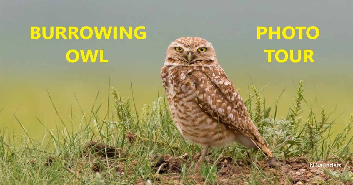 Burrowing Owl Photography Tour - Great Options For Summer 2026 - Living ...