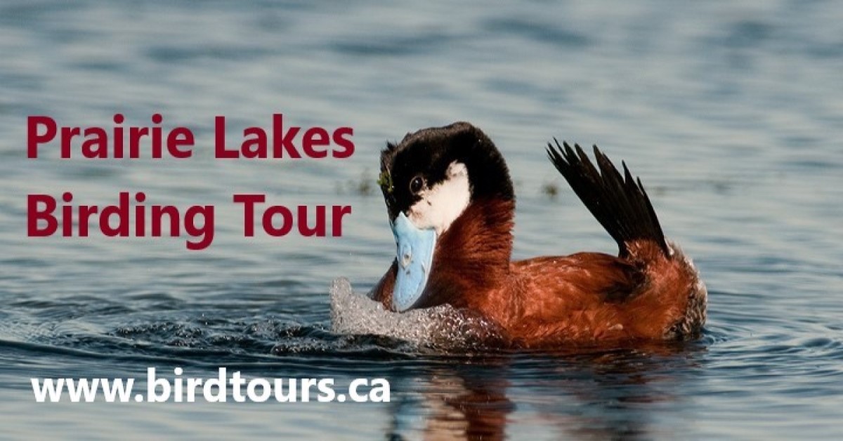 Prairie Lakes Birding And Photography Tour - 4 Hours With Spectacular ...