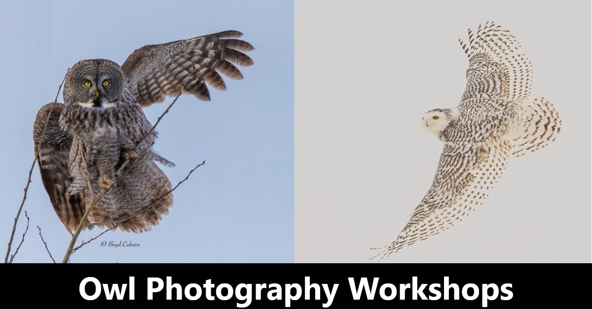 Owl Photography Workshops In Canada: Winter 2027 - Living Sky Wildlife ...