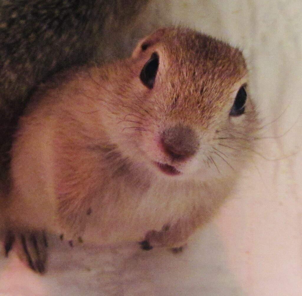 10 Adorable Rodents You Can Find In Saskatchewan
